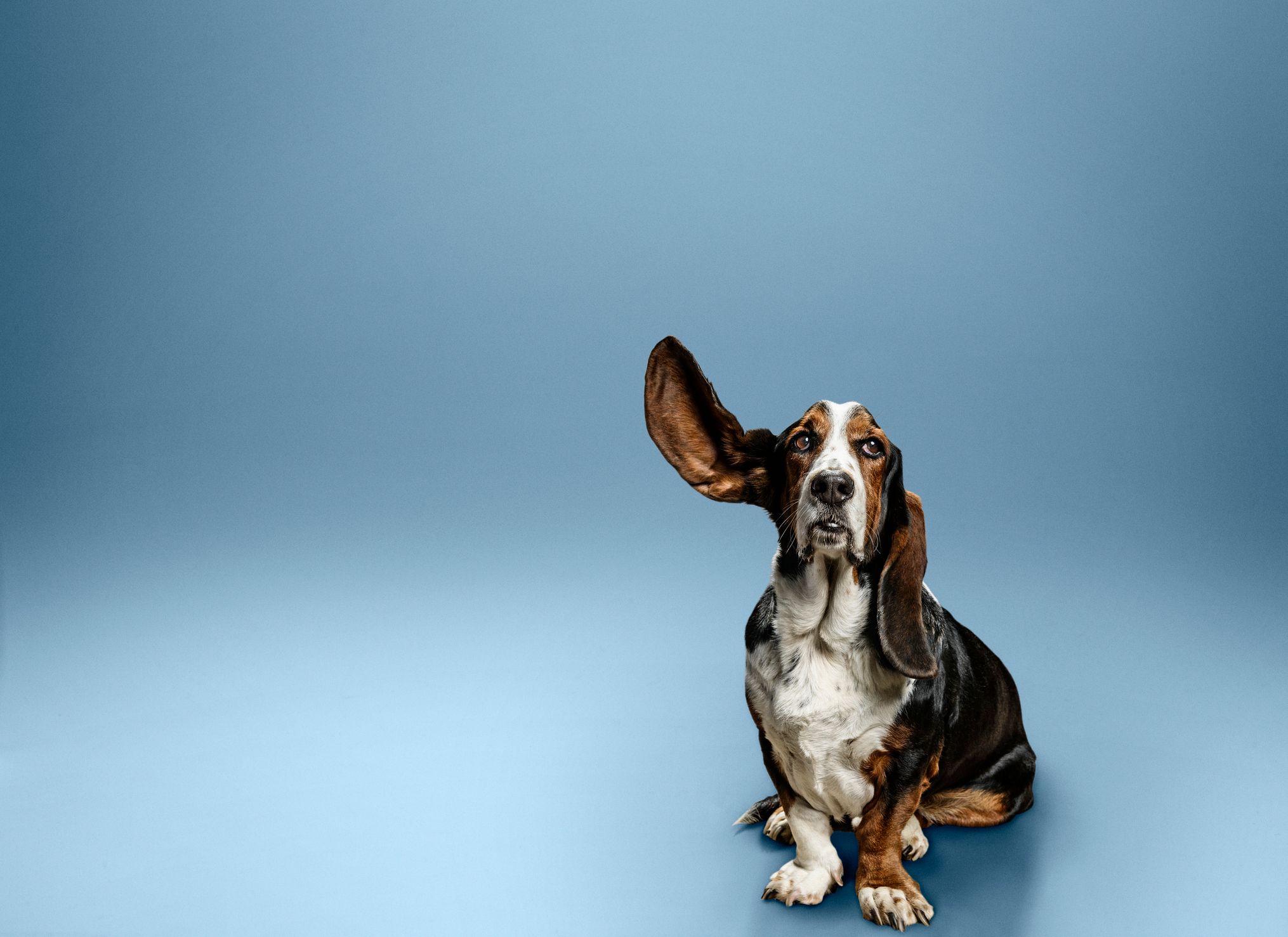 Tu perro ahora podrá tener su propio celular: esto es PetPhone, “el ...