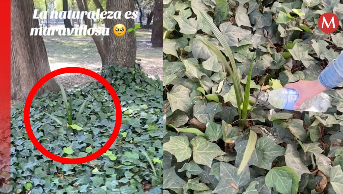 Señora expone pruebas de una planta 'respondiendo' a su conversación ...