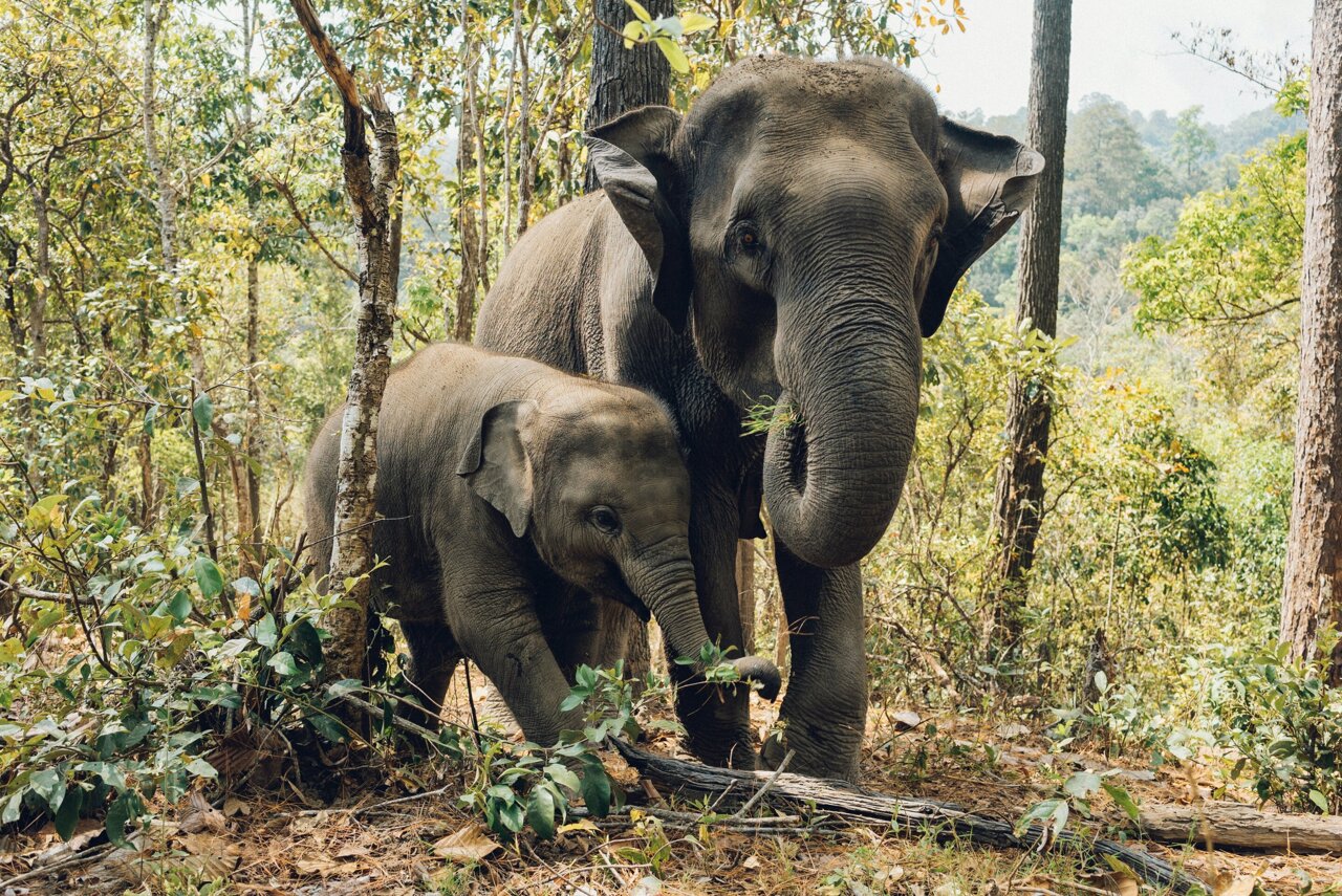 New research shows bigger animals get more cancer, defying decades-old ...