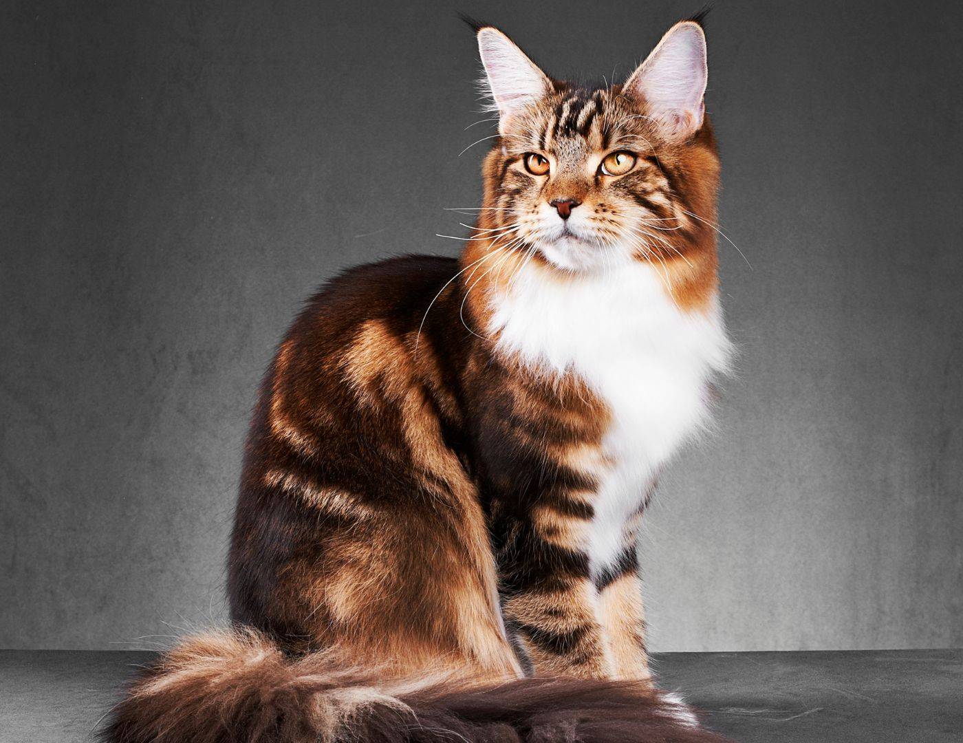 17 Beautiful Long Haired Cat Breeds You Can't Resist