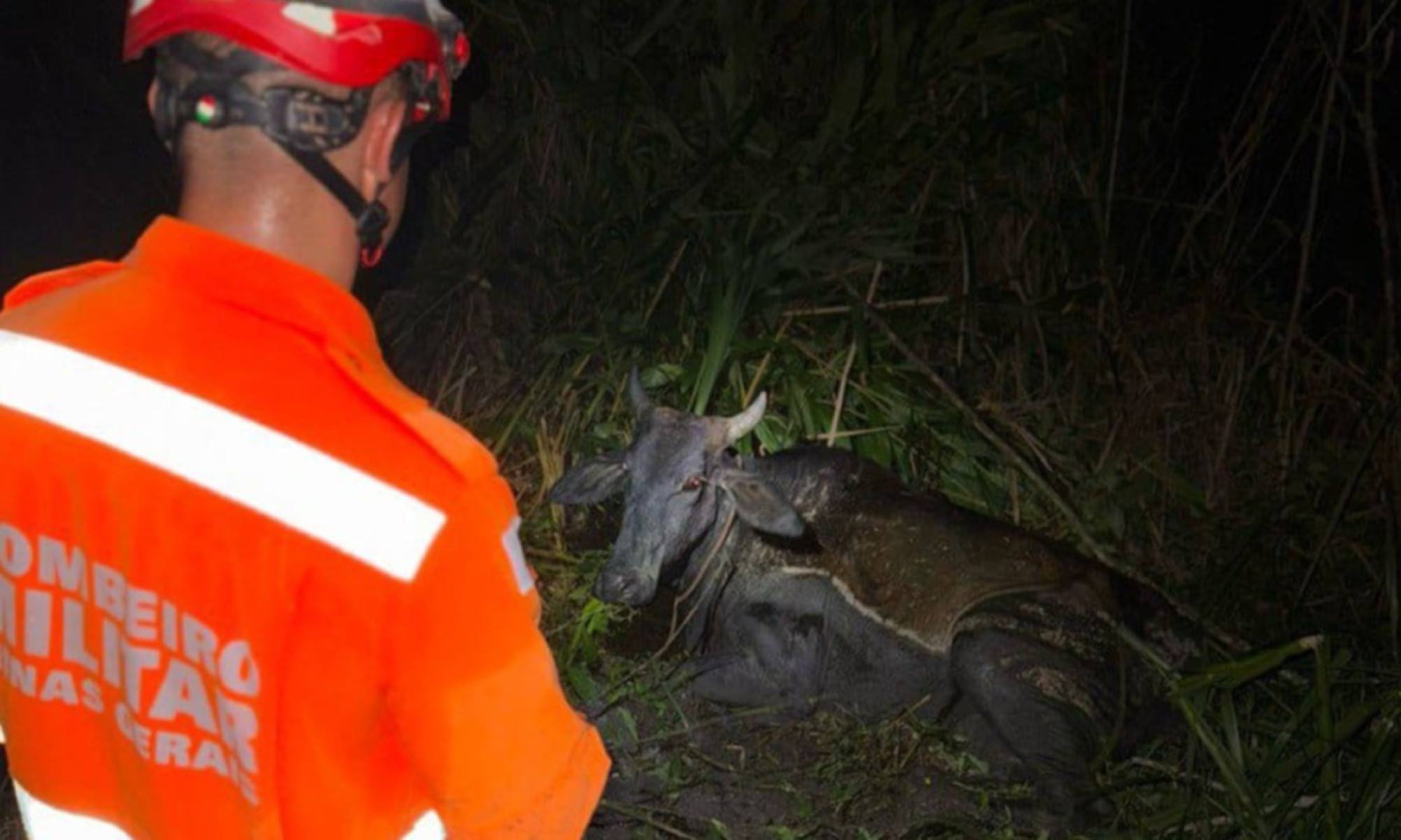 Vaca vai para o brejo e fica atolada em Formiga