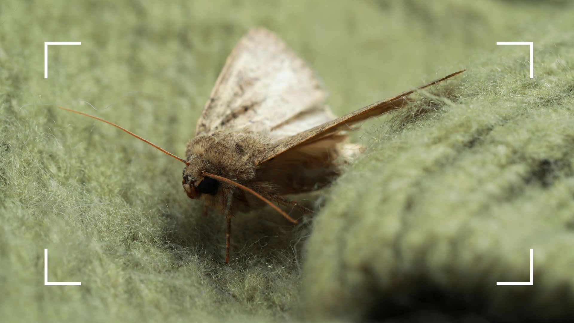 How to get rid of moths in the house: step-by-step guide from pest ...