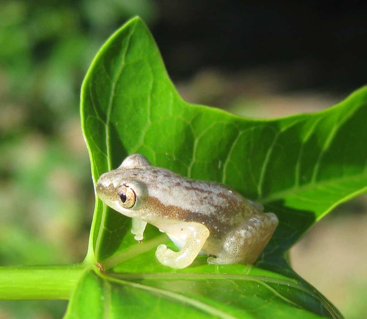 14 Things to Know Before Buying a Pet Frog