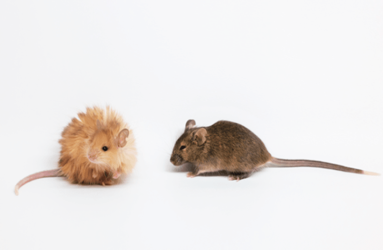 Colossal Biosciences creates 'woolly mice' with mammoth-like traits in ...