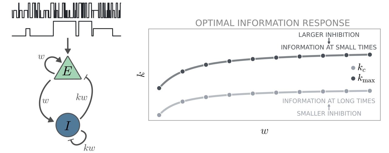 Optimal brain processing requires balance between excitatory and ...