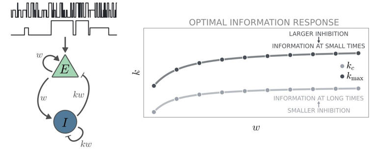 Optimal brain processing requires balance between excitatory and ...