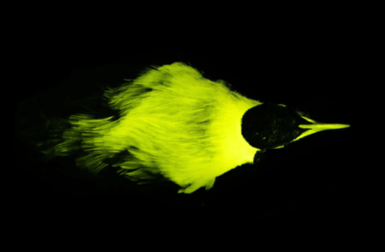 Birds of Paradise use hidden biofluorescence to communicate