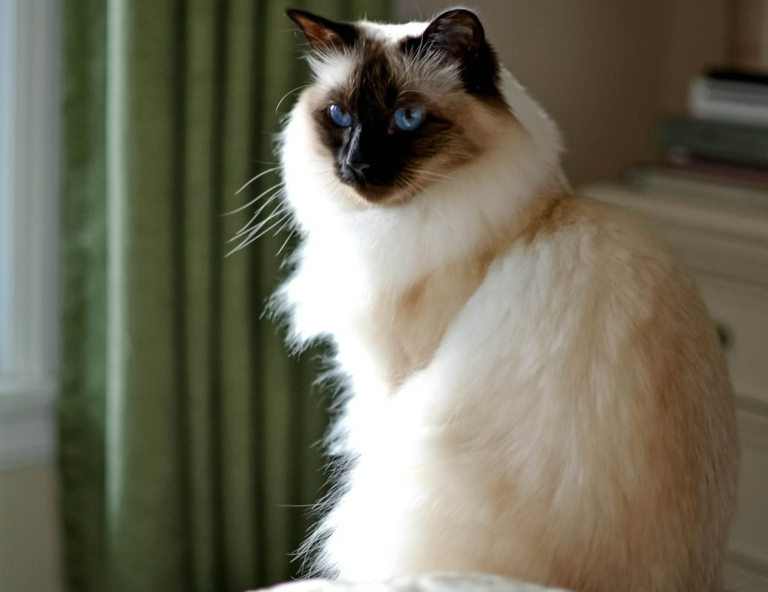 17 Beautiful Long Haired Cat Breeds You Can't Resist