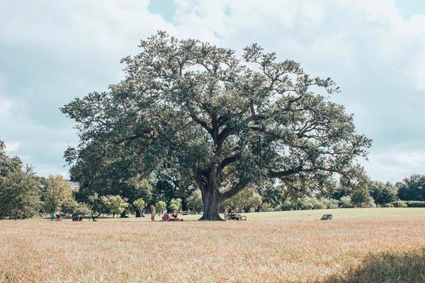 7 Weird Things To Do In New Orleans