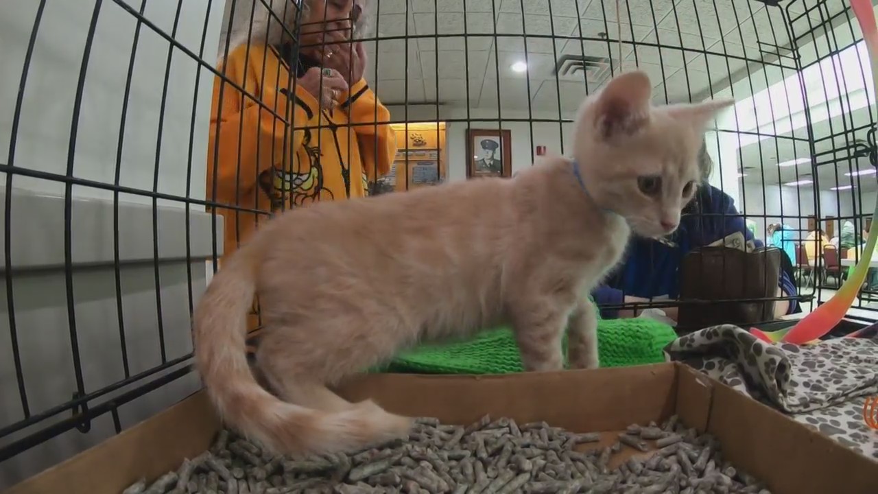 Ten Lives Club hosts adoption event