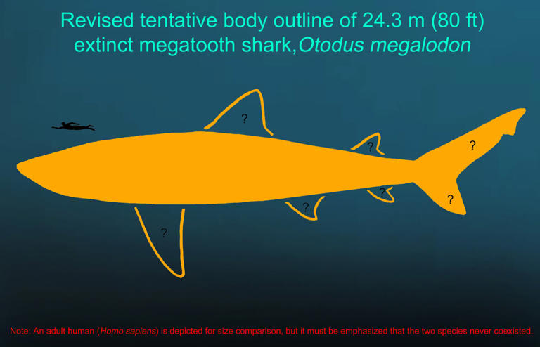 Megalodon's body size and form uncover why certain aquatic vertebrates ...