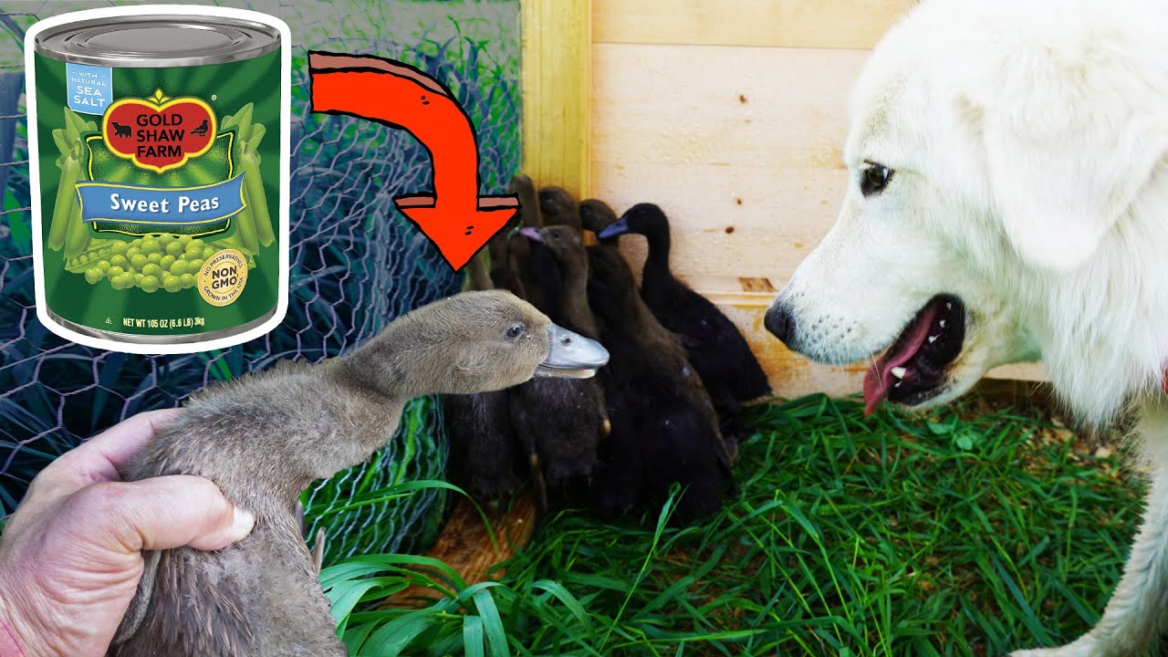 Ducklings afraid of life learn to love peas quickly