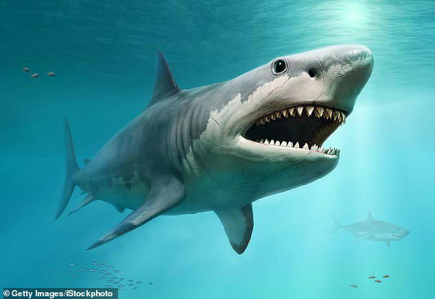 Scientists reveal what The Meg REALLY looked like
