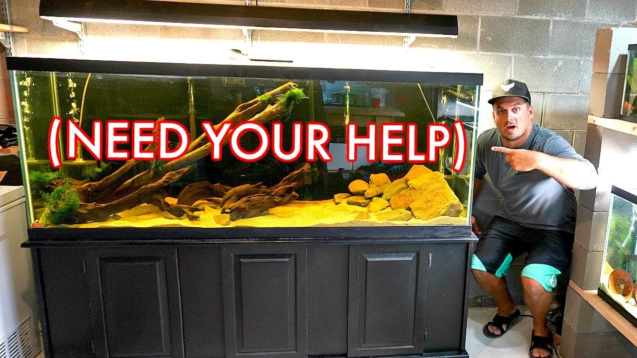 Aquatic Expansion: Seeking Fish Suggestions for a New Tank