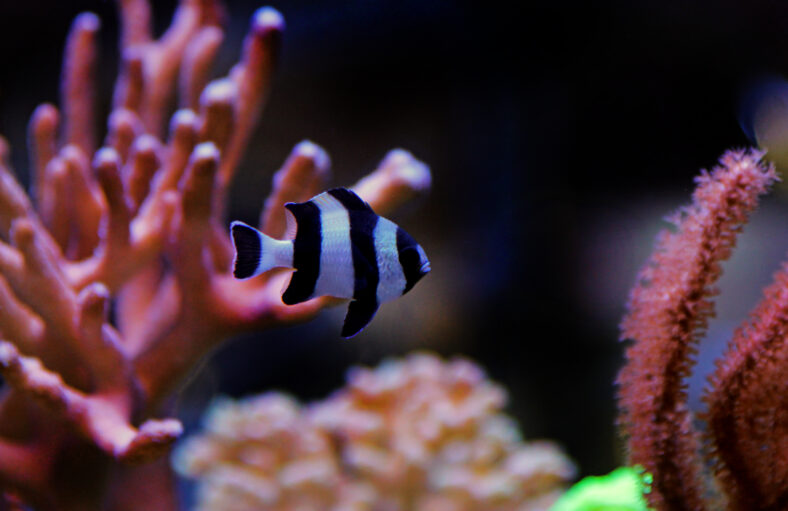 These Fish Outwit Predators With A Unique Motion Dazzle Defense, And It ...