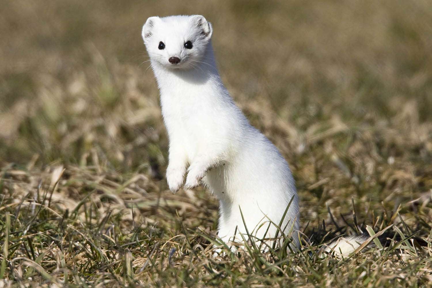 Rarely Seen and 'Reclusive' Animal Caught on Camera in Pennsylvania ...