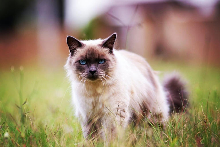 20 Beautiful Grey and White Cat Breeds You'll Love