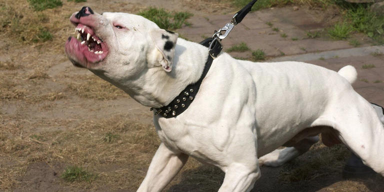 Hunde-Attacke: Bulldogge beißt 12-Jährige in Hals