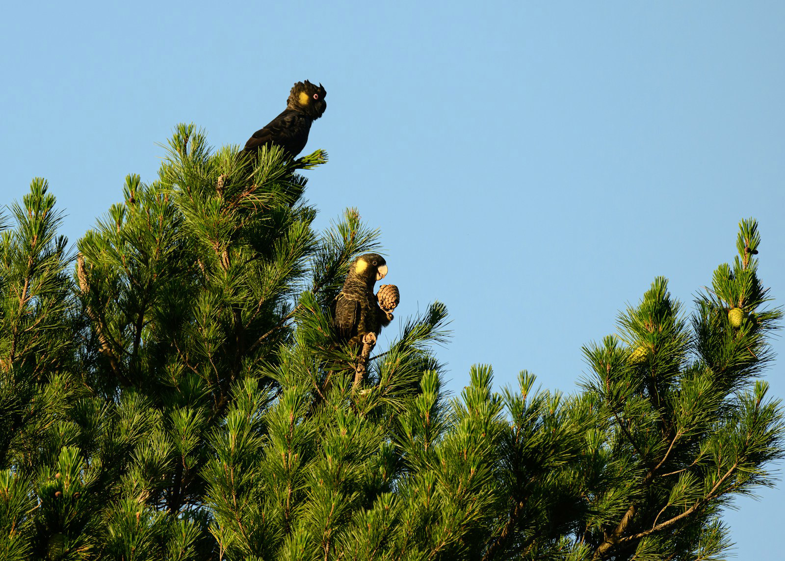 How Evolution Is Helping Species Adapt to Climate Change How Evolution Is Helping Species Adapt to Climate Change