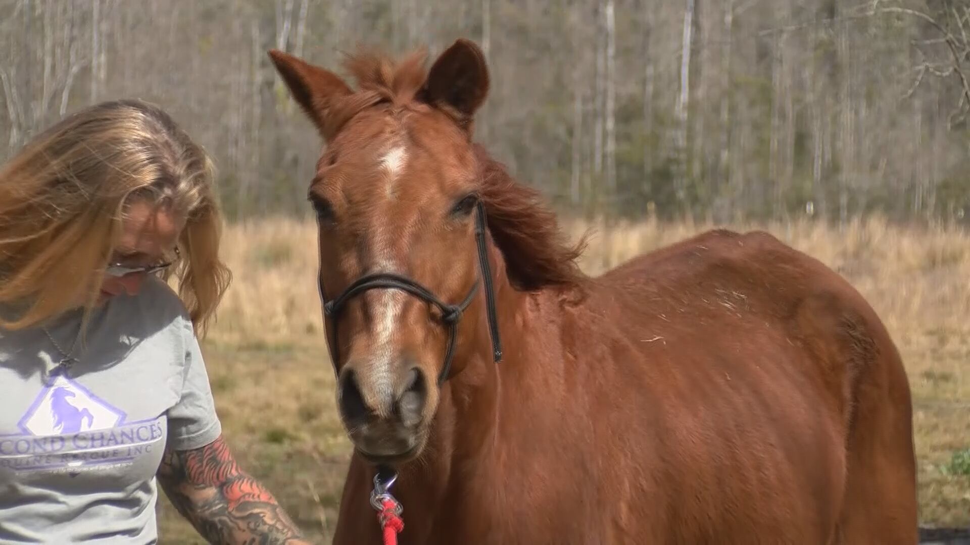Spotlight on Second Chances Equine Rescue in Hinesville