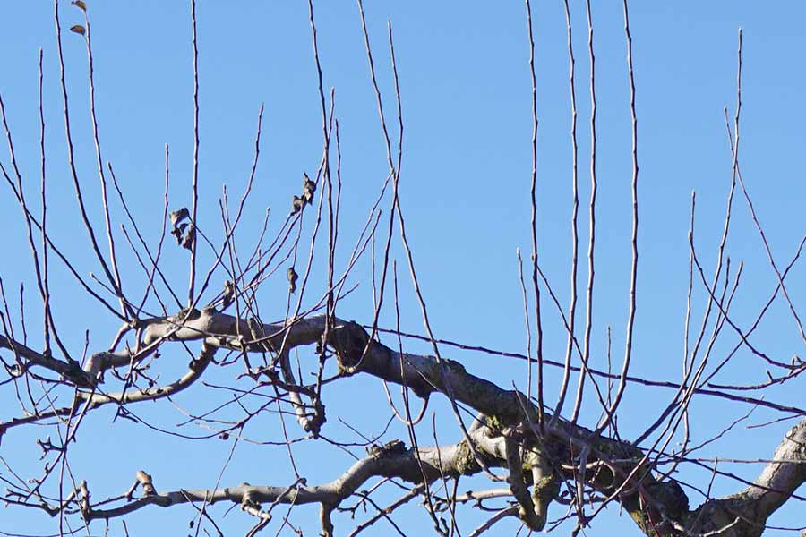 Reduce water sprouts on apples and pears