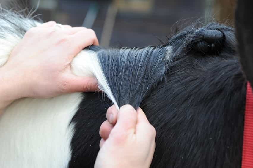 Step-by-step guide to plaiting a horse’s mane *VIDEO*