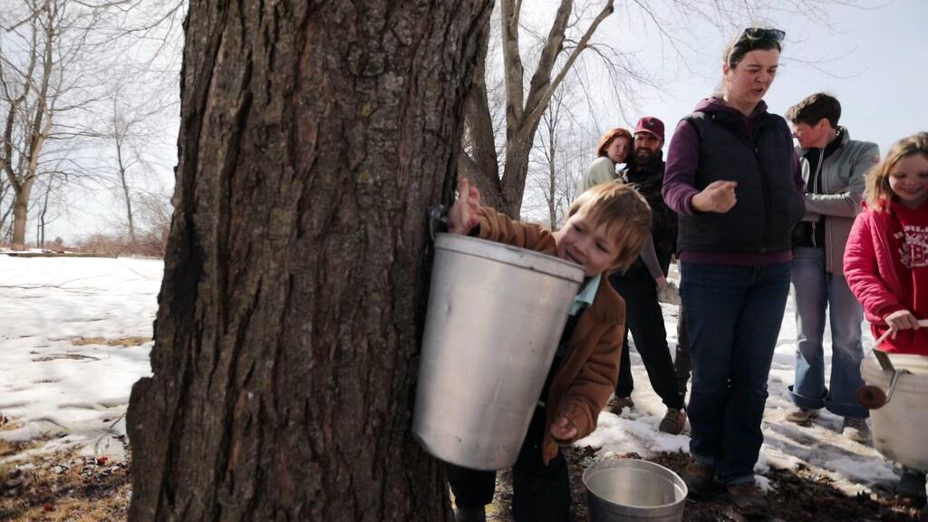 Spring snow into thaw provides ideal conditions for maple tree tapping ...