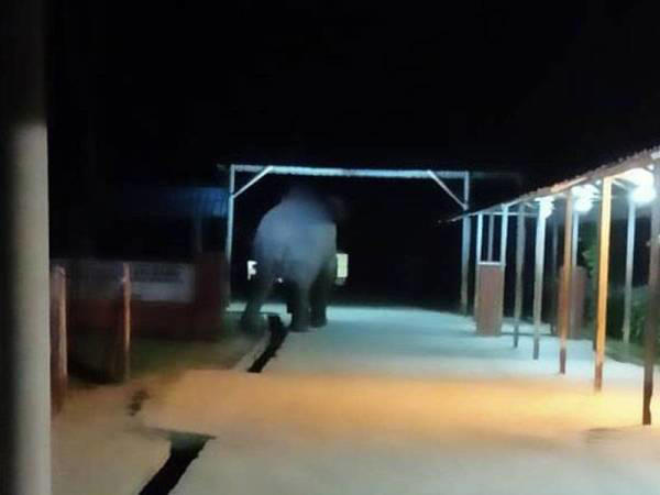 What's driving the surge in elephant attacks in Perak?