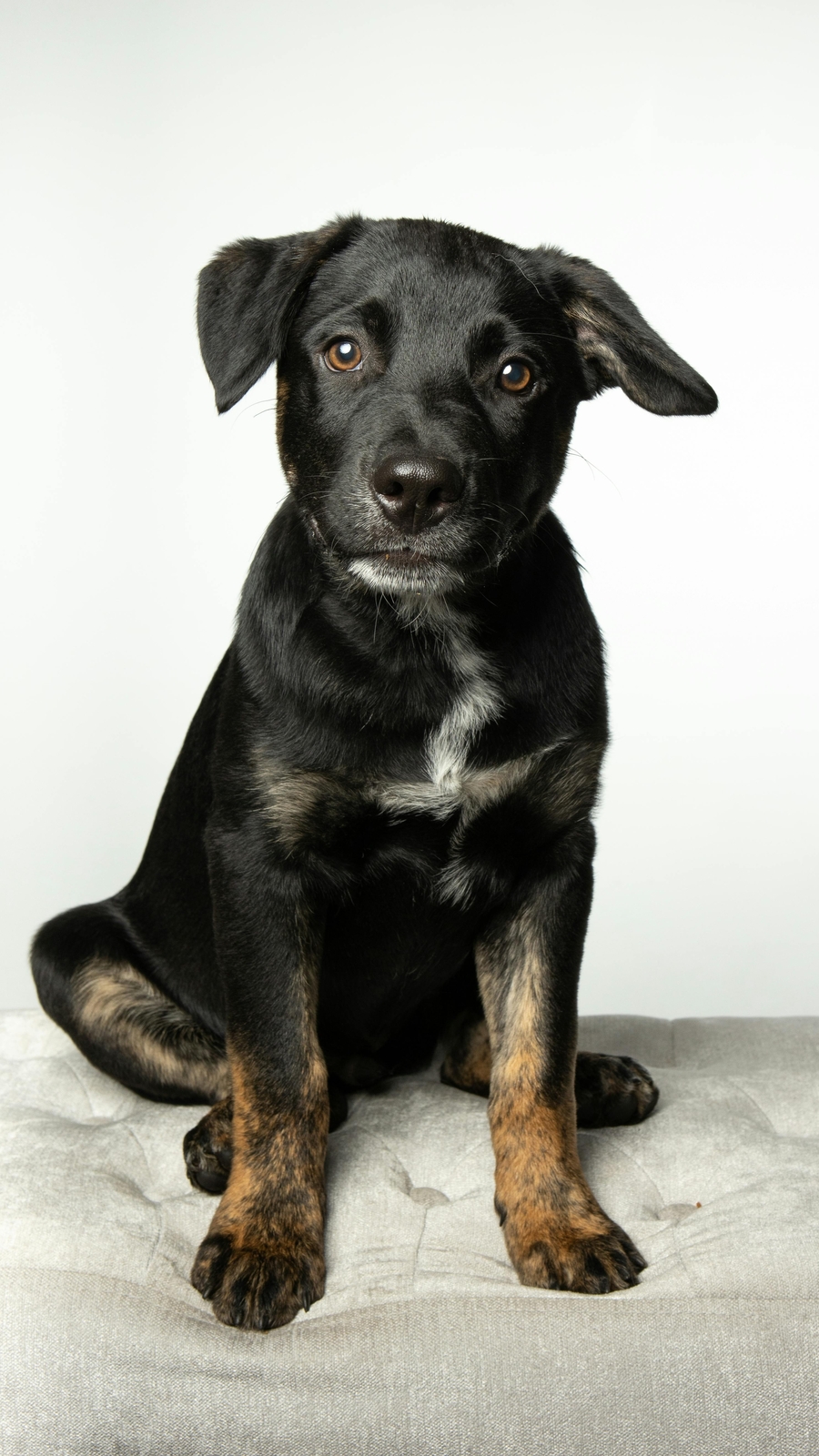 Popular black dog breeds from around the world