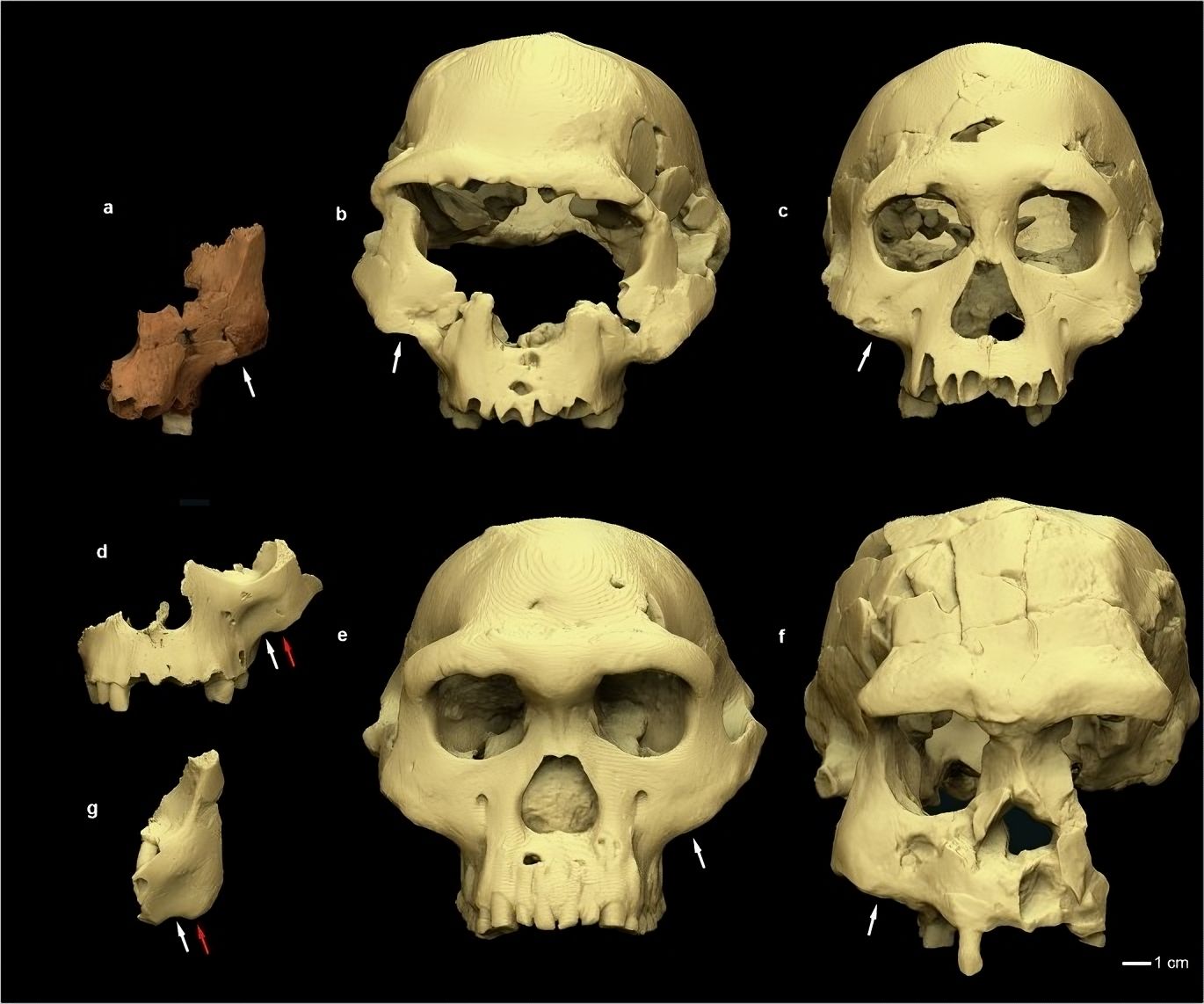 Remains of an unknown human species discovered in Spain 🦴