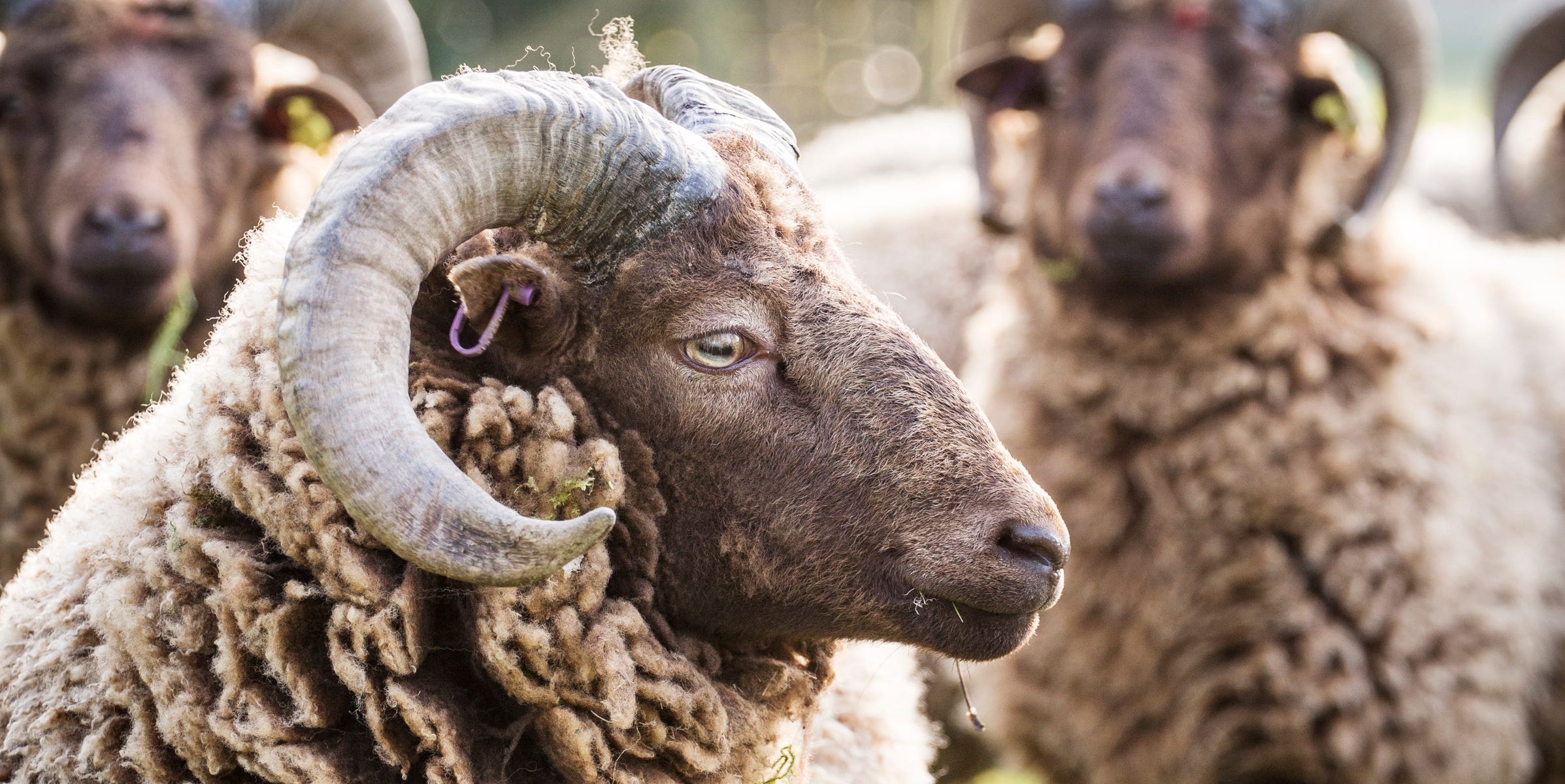 Meet the slow-growing and multi-horned rare sheep breed in Wiltshire