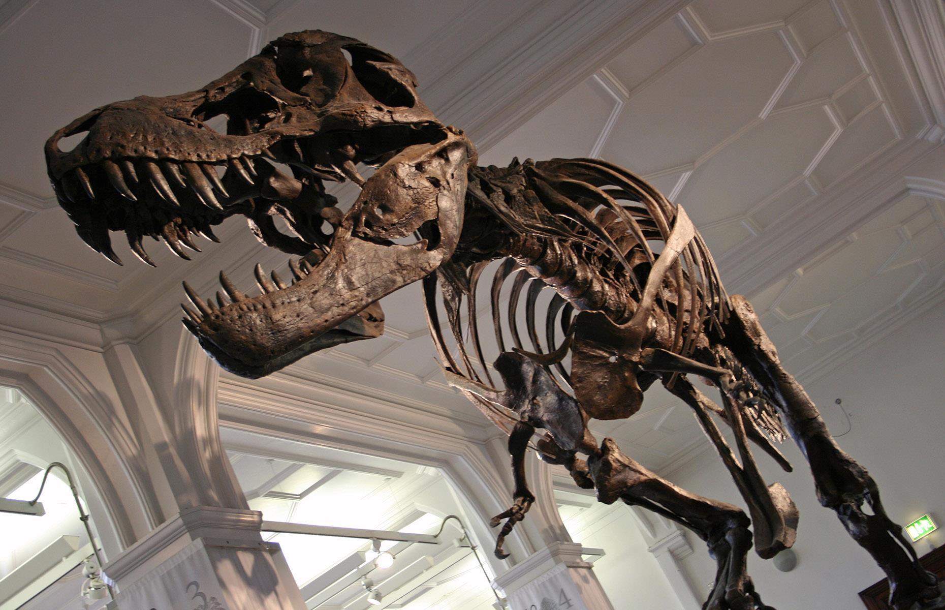 The 12 most valuable dinosaur fossils ever found