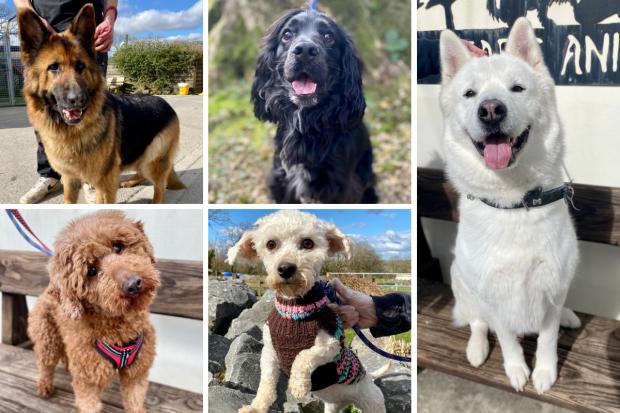 Five dogs looking for their forever home from Many Tears Rescue