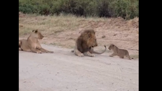 Viral video: Lion cub sneaks up on napping parents, internet melts over ...