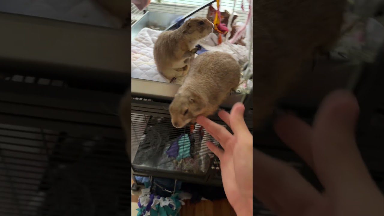 This playful animal demands attention in the cutest way