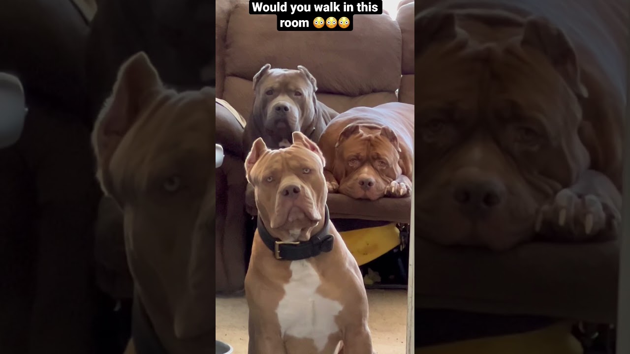 What happens when you enter a room full of pit bulls?