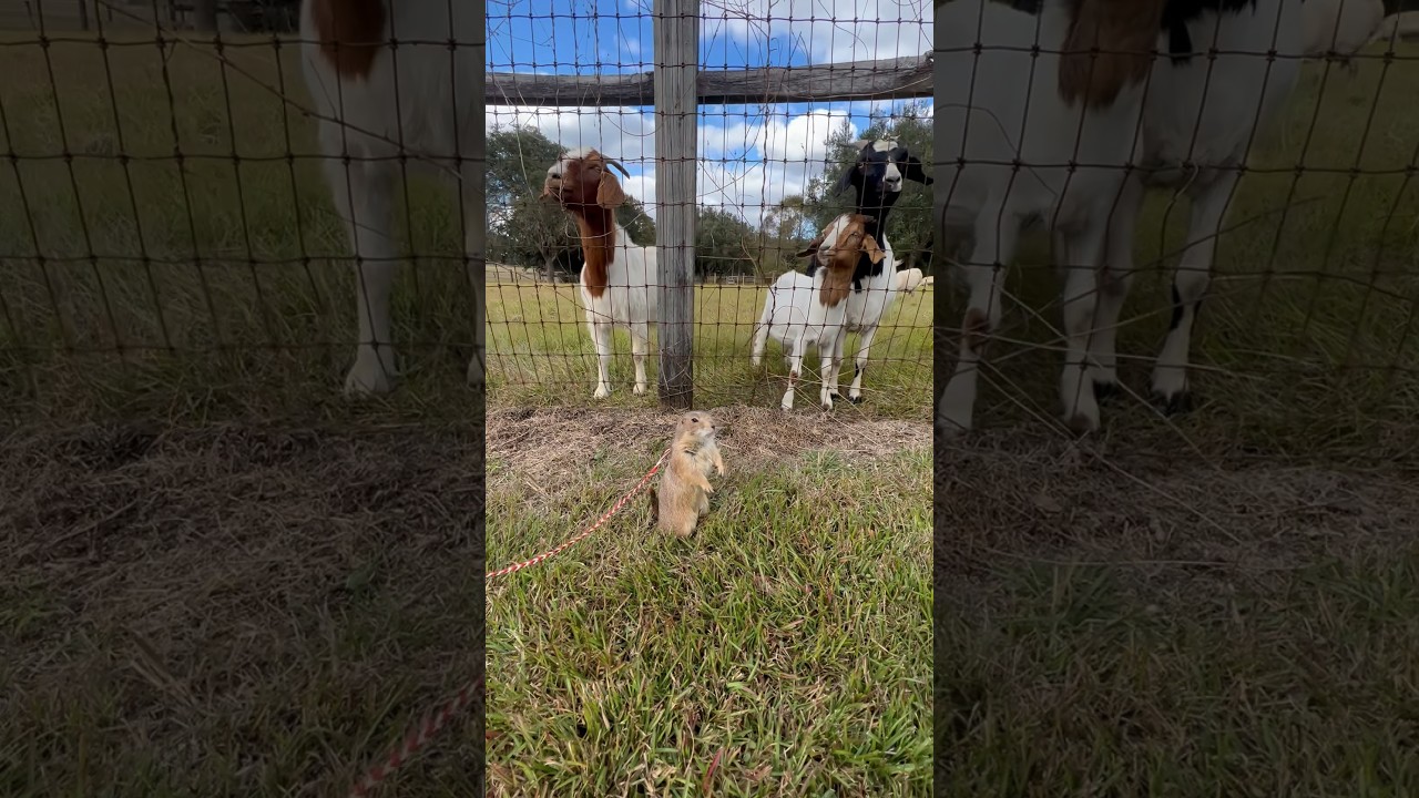 Prairie Dog Tries (and Fails) to Blend in with Goats