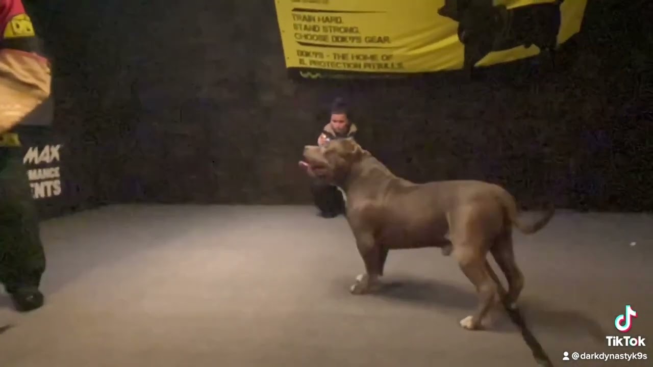Kid confidently helps train pit bull with growing skills
