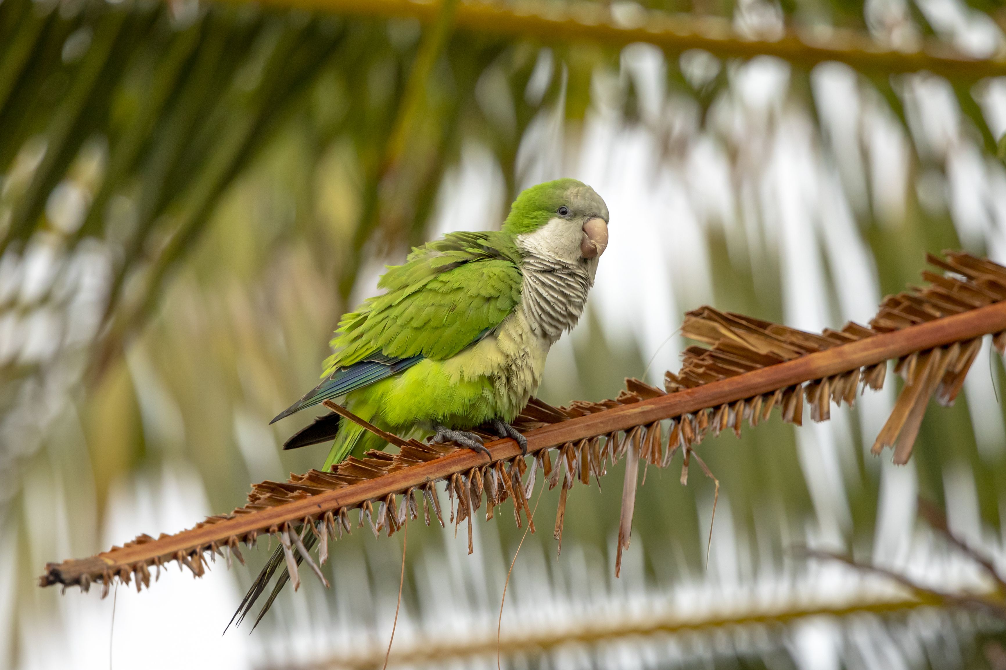 Colorful Parrots Call This Unexpected Place In New York Home