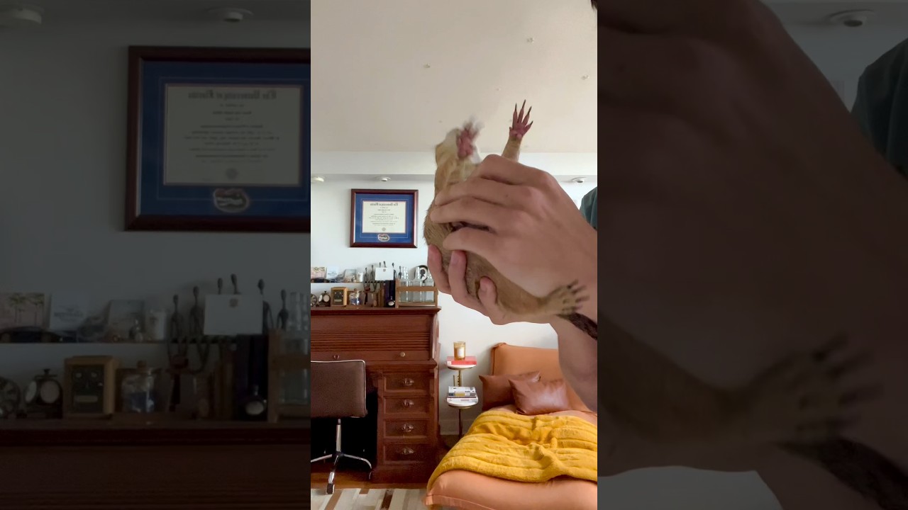 Prairie dog shouts a happy wahoo