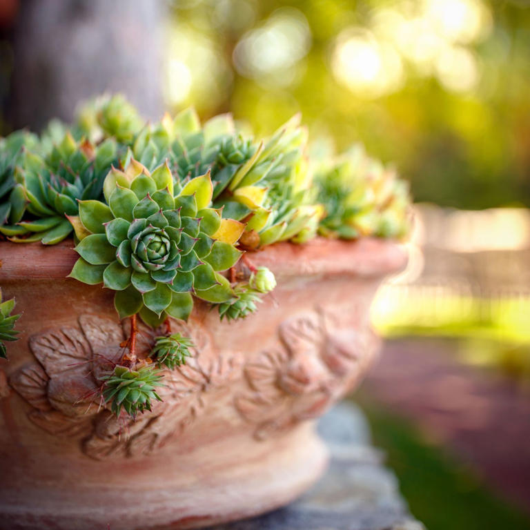 The pot plants that thrive on neglect — create a fabulous-looking ...