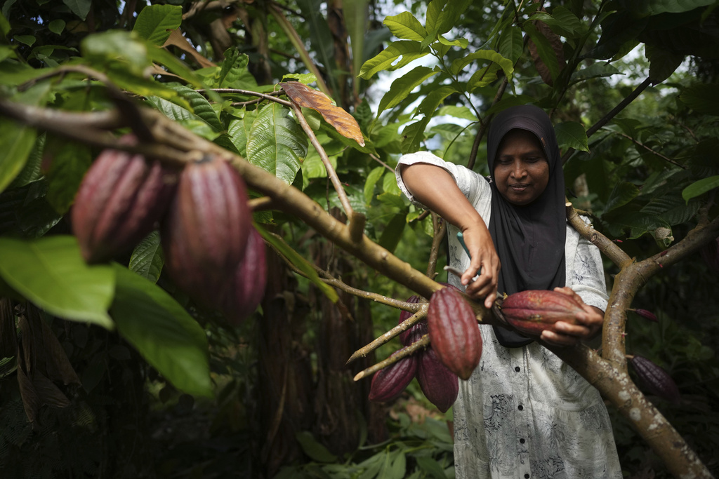 Indonesia's cocoa farmers work with businesses to fight the bitter ...