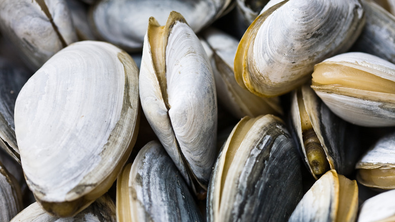 The Best Way To Store Fresh Clams For Maximum Freshness