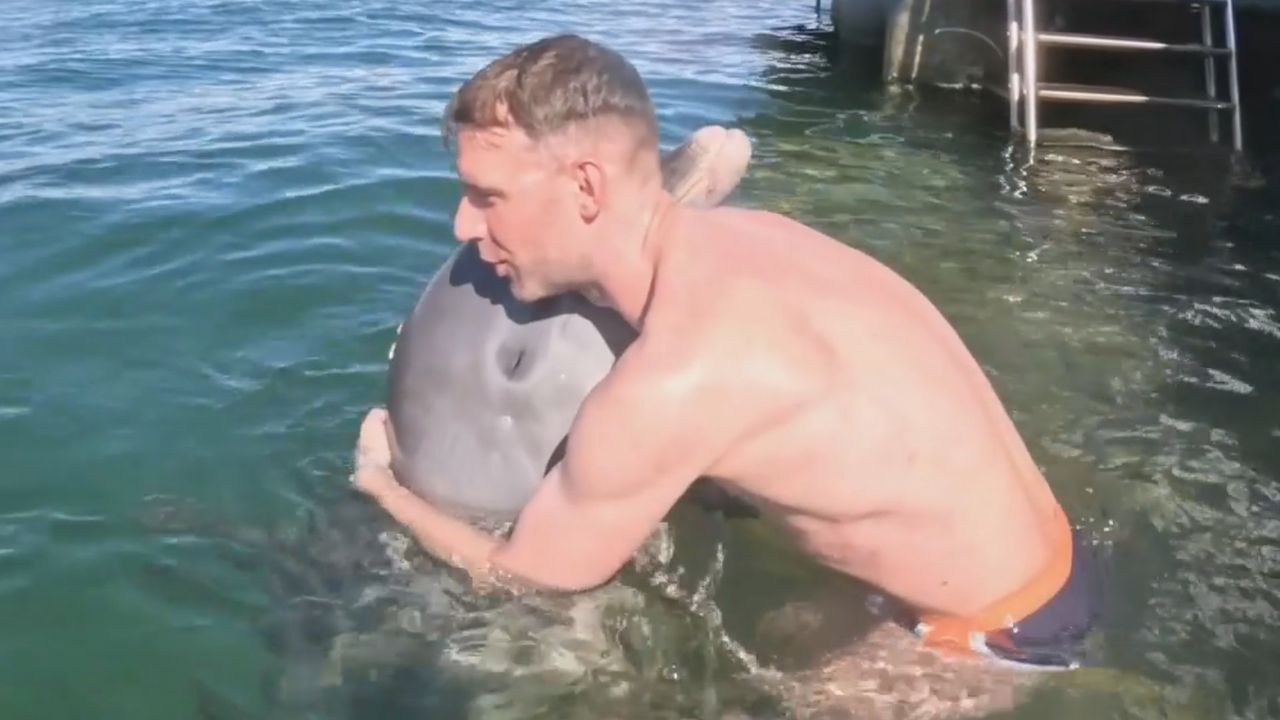 Mira este adorable abrazo de un delfín y un hombre en Cuba