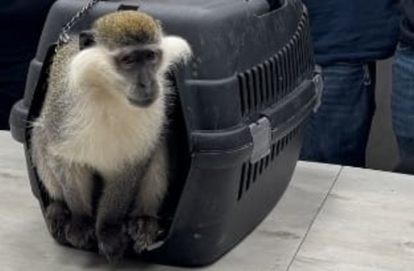Mystery solved: Lions and monkeys discovered in Israel smuggled in via ...