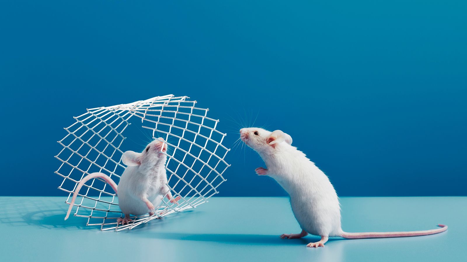 Mice administer 'first-aid' to friends — even trying to bring the dead ...