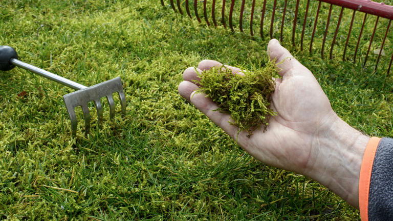 The Overlooked Reason Why Moss Is Growing In Your Lawn And What To Do ...