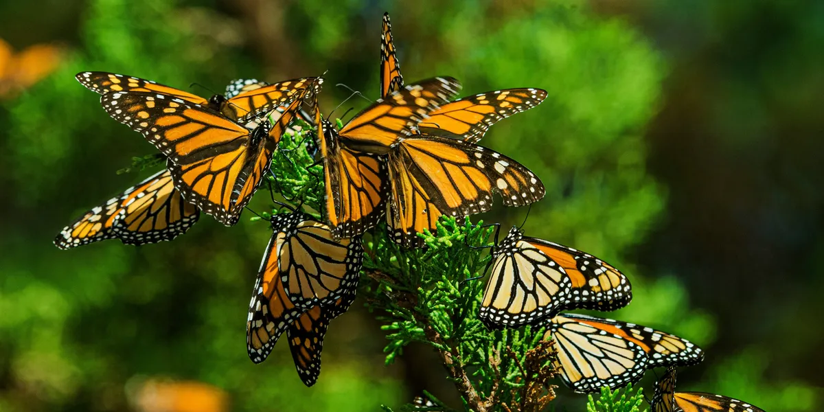 Why You Need To Care About The Rapid Butterfly Decline