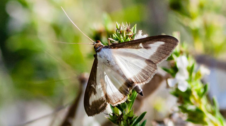 Early Signs Of A Box Tree Moth Infestation You Shouldn't Ignore