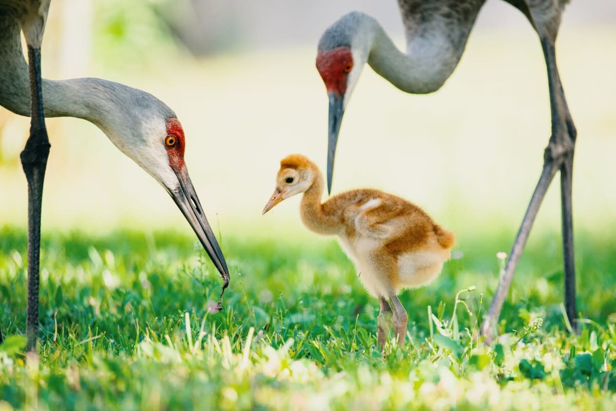 Rare Glimpse of Baby Sandhill Crane 'Hanging with His Peeps' Has People ...